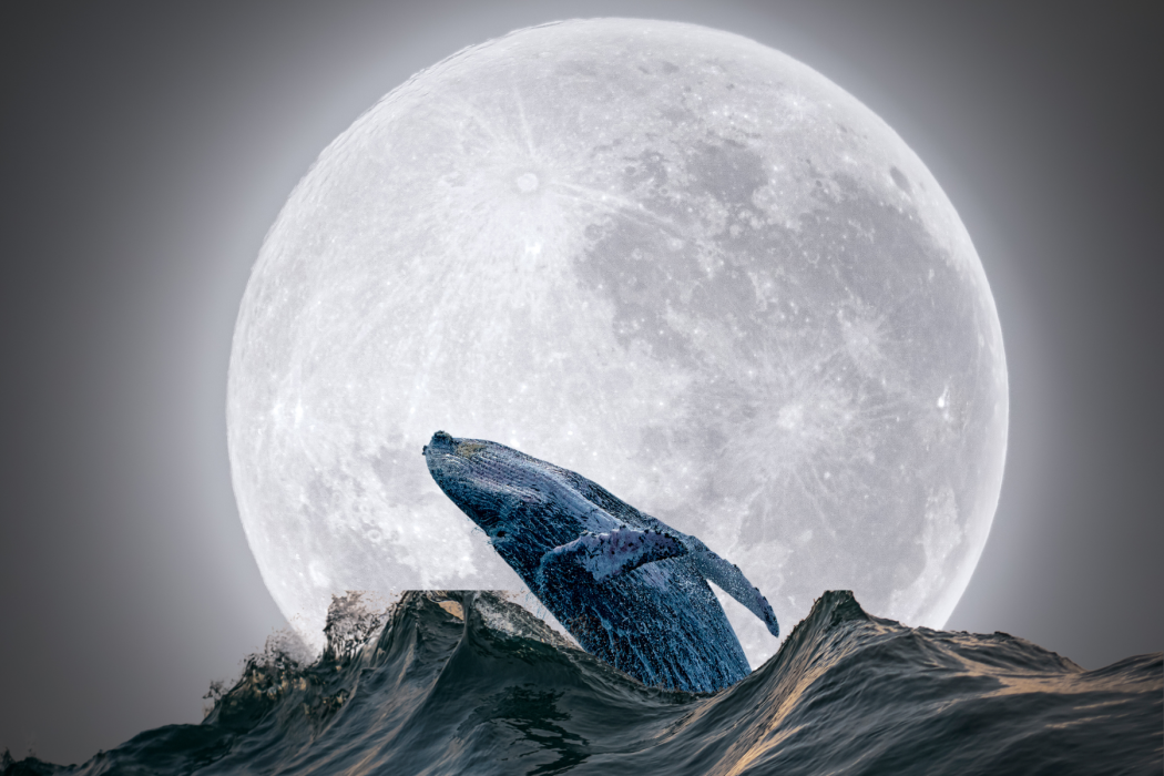 Full Moon Nighttime Whale Watch | Da Whale Boat